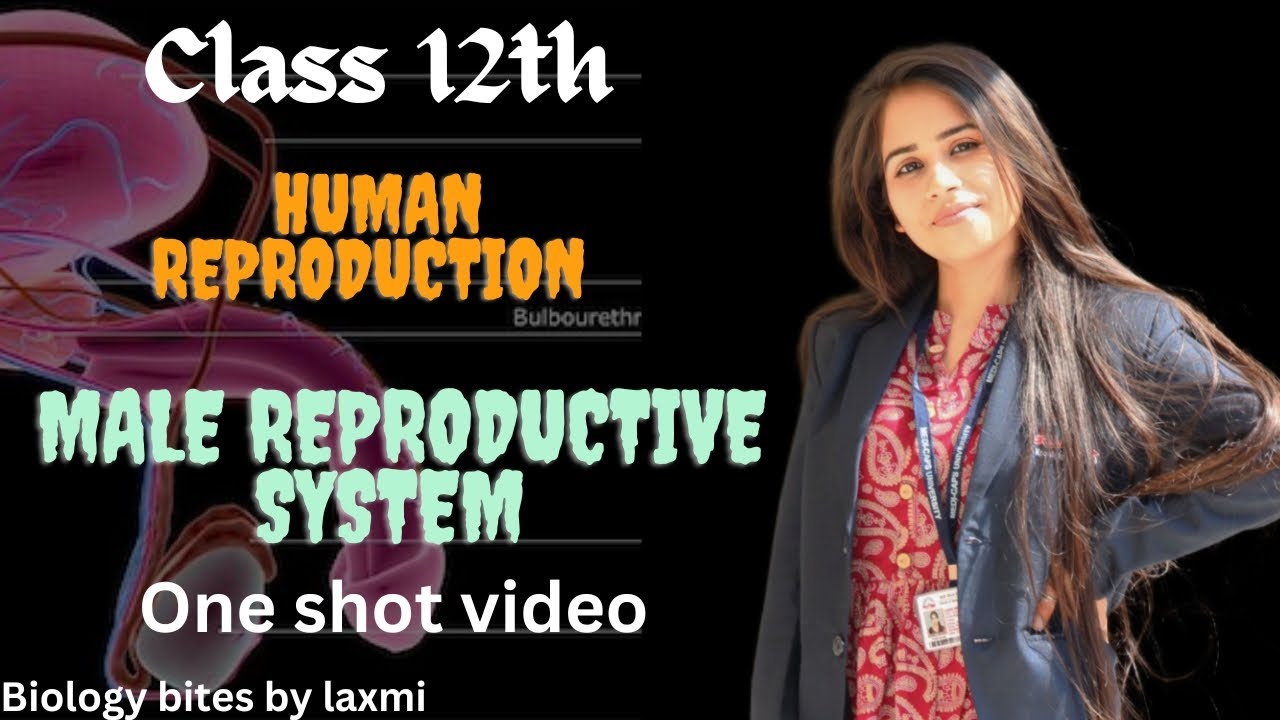 Male Reproductive System||Reproductive System of males|| Human ...