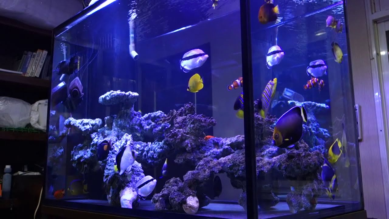 Leo's Marine Aquarium - Fish Only Tank 20170424 - FOWLR (fish only with ...