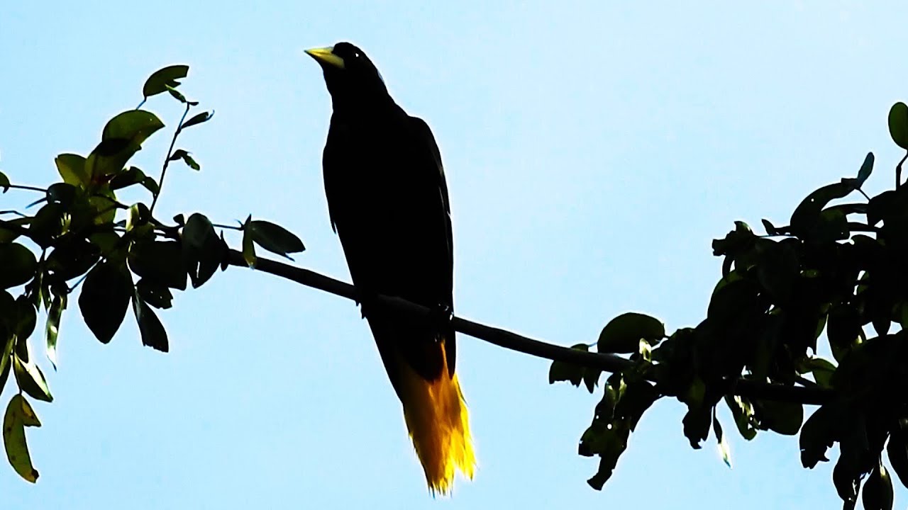 CRESTED OROPENDOLA sounds (PSAROCOLIUS DECUMANUS), JAPU, JAPU-PRETO ...