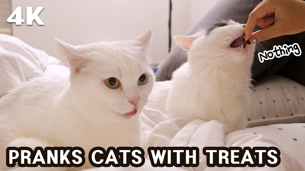 [4K] PRANKS CATS WITH TREATS - YouTube