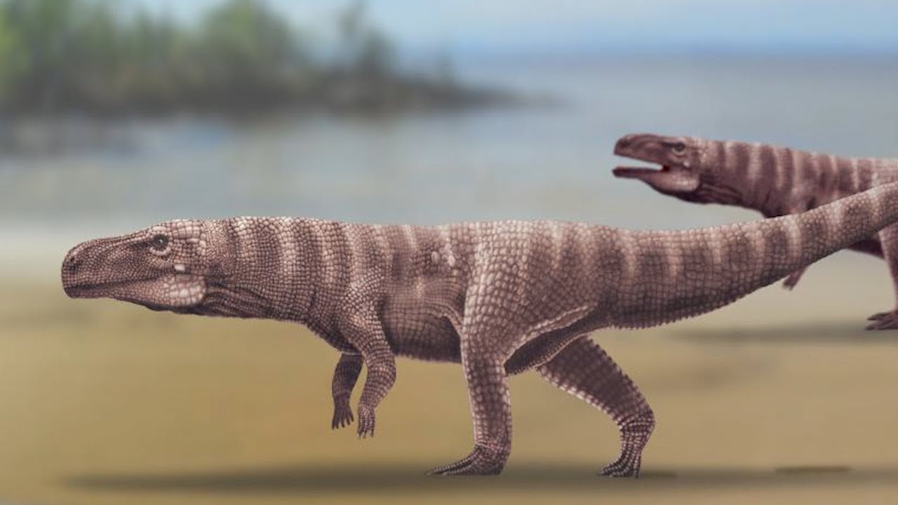 Ancient Crocodiles Walked on Two Legs, Fossil Footprints Reveal - YouTube