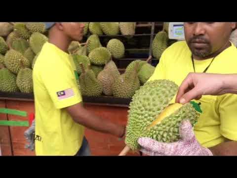 Durian Musang King Murah || Durian Man Malaysia - YouTube