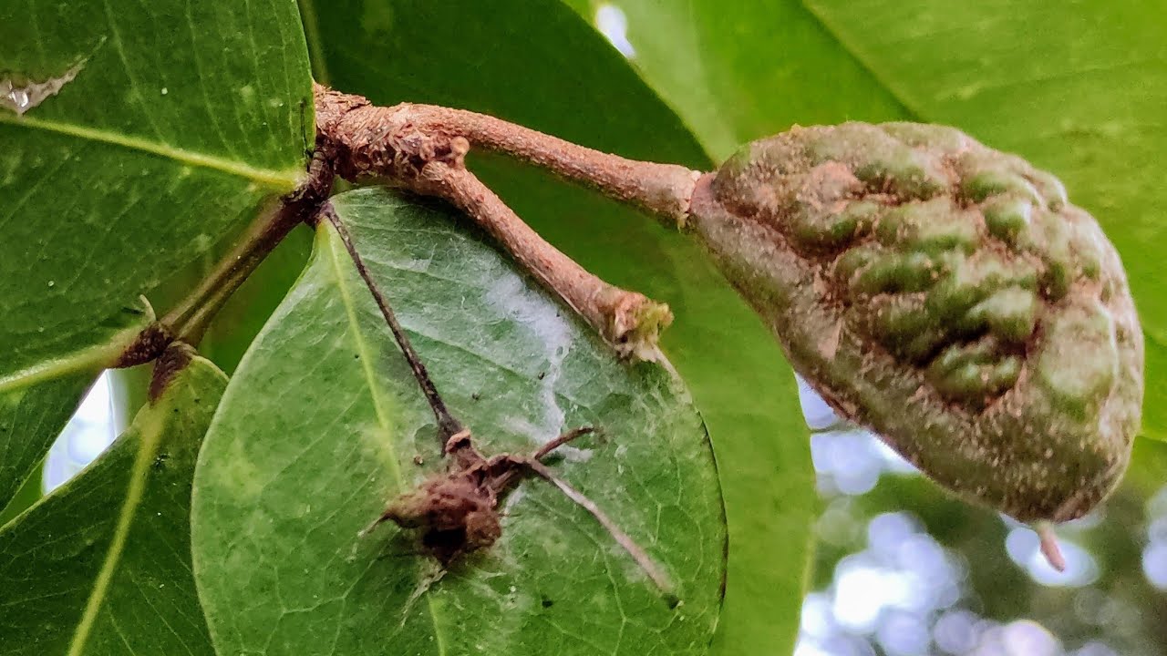 Tasting Cynometra ramiflora, a relative of Nam Nam Fruit - YouTube