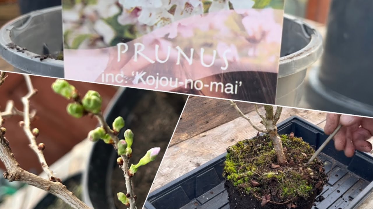 Bonsai Starter Fuji Cherry Kojo’No First Root work on Nursery Stock To ...