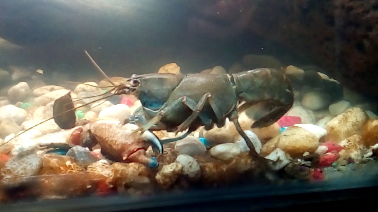 Australian cherux destructor blue yabbie. Shrimp. Prawn. Crayfish ...