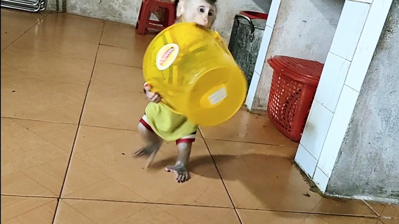 BoBo Is Very Good At Helping His Mother Get The Trash Can Bigger Than BoBo YouTube bobo-is-very-good-at-helping-his-mother-get-the-trash-can-bigger-than-bobo-youtube