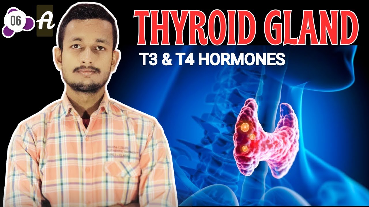 THYROID GLAND 06 (A) Explained | Hormones, TSH Stimulation, Synthesis ...