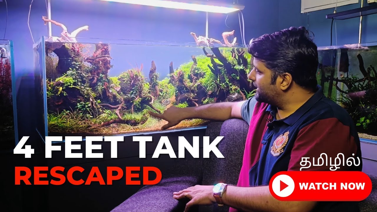 The 4 Feet Tank has been Rescaped. - YouTube