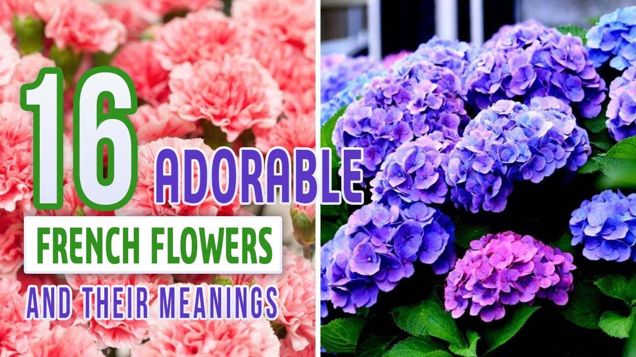 16 Adorable French Flowers And Their Meanings - YouTube