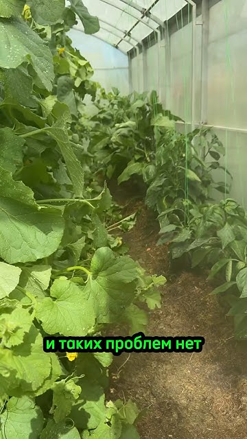 ДЕЛАЙ ЭТО С ОГУРЦОМ, и он будет МОЛОДЦОМ. #огурец #огурцы # ...