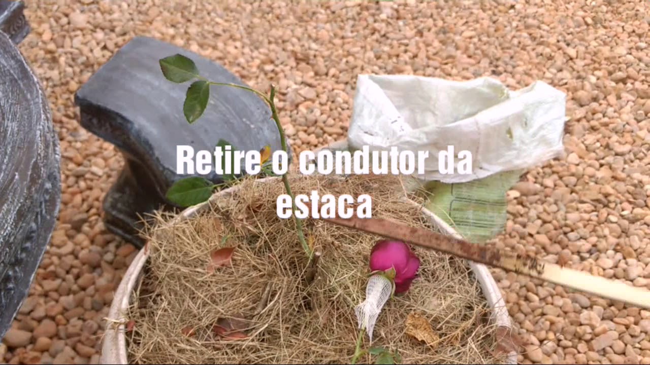 PLANTANDO MUDA DE ROSA COMPRADA - YouTube