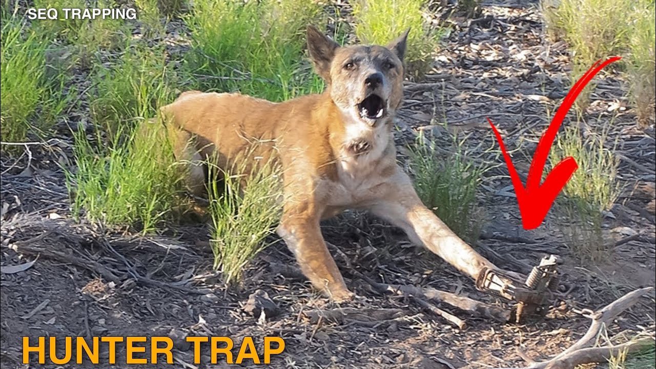 Dog’s Paw Was Destroyed By Hunter Trap, Foot Crushed | But Caring ...