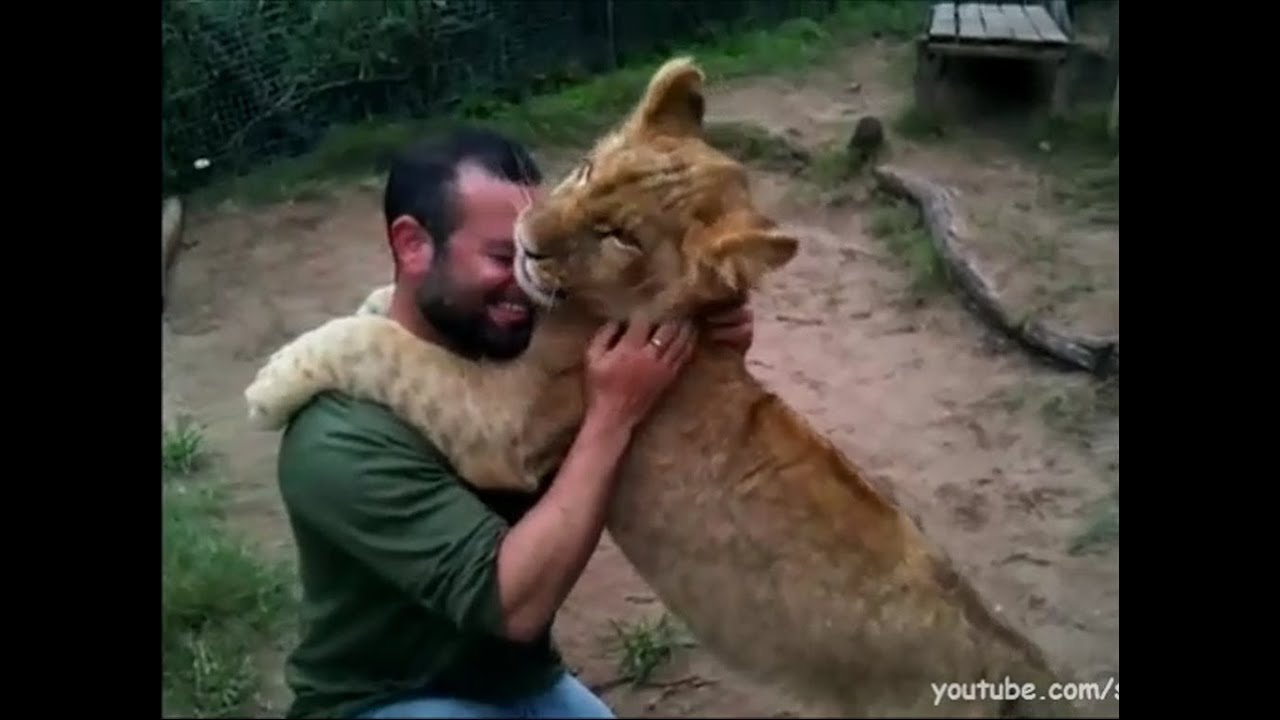 Hugging the Lion cubs goodbye - YouTube
