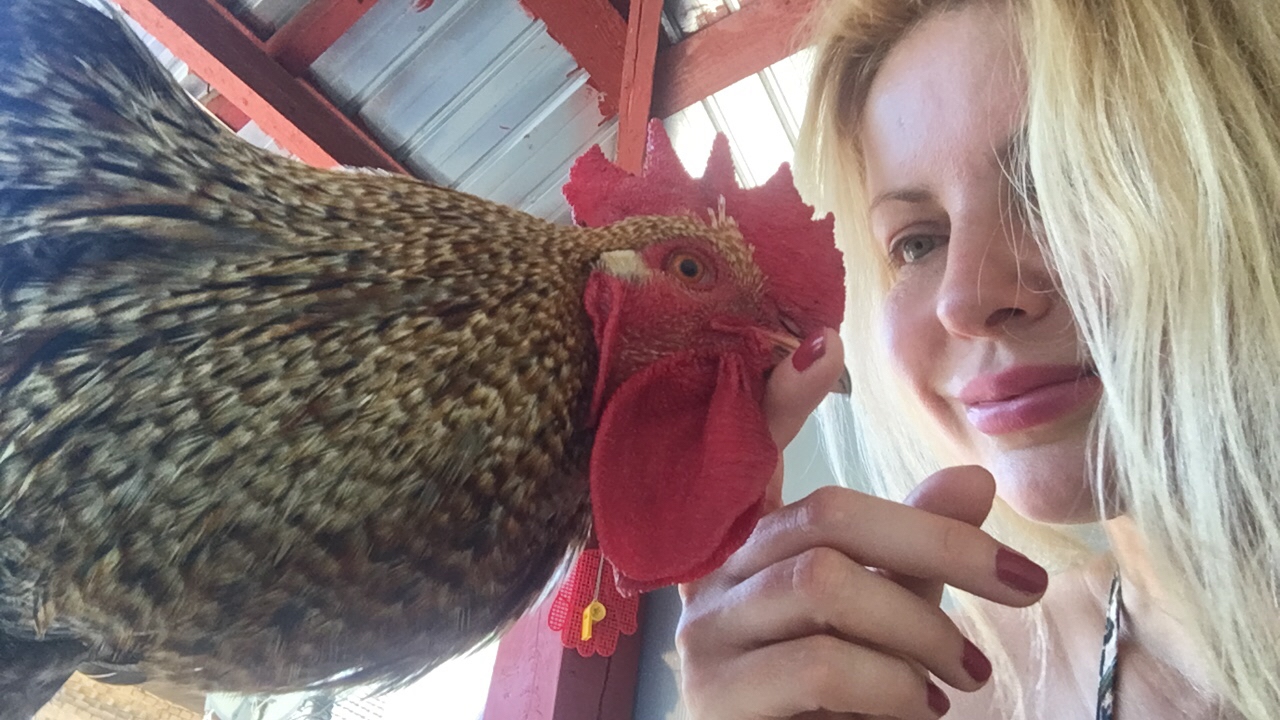 Adeyto & the huge real Rooster Live feed - YouTube