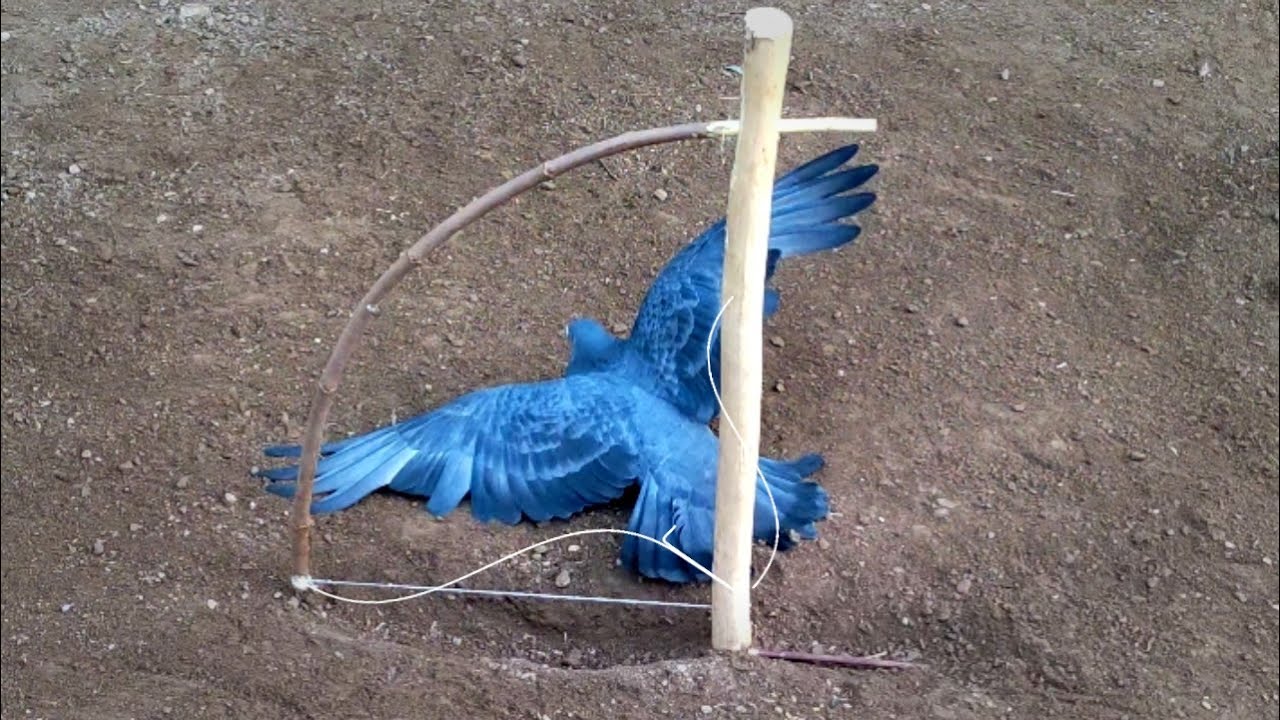 How to make wild bird trap using stick Works 100%|Parindey pakadne ka ...