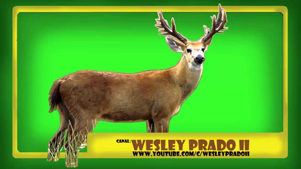 efeito sonoro de cervo - Sound effect of deer - YouTube