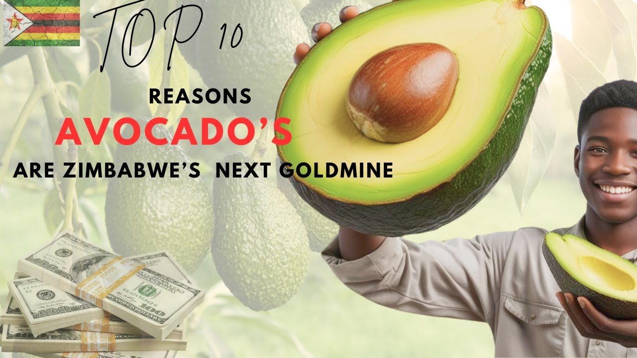 10 Powerful Reasons Avocado Farming Could Make You Rich in Zimbabwe ...