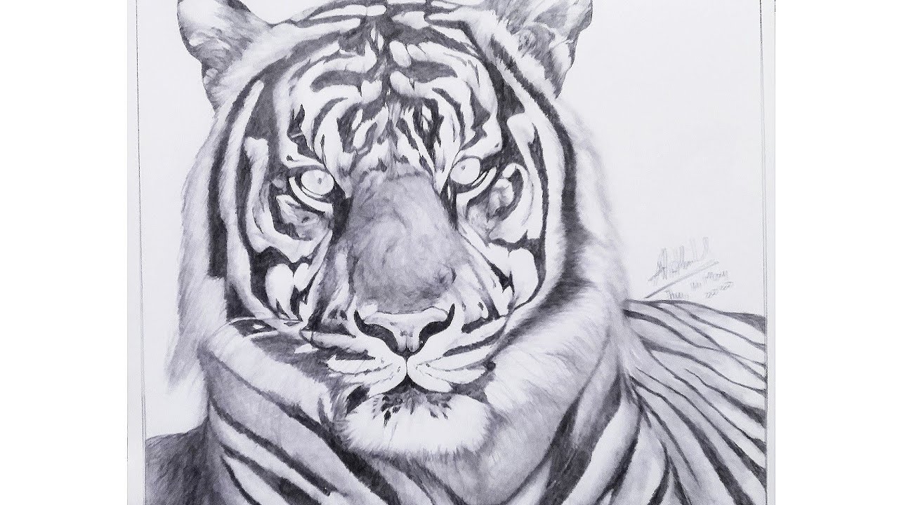 Watch the Time-Lapse Video of Realistic Tiger Drawing in Graphite with ...