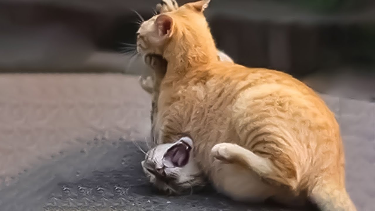 KUCING LUCU 😹 Video kucing terlucu 2021 bikin ketawa ngakak | Kucing ...