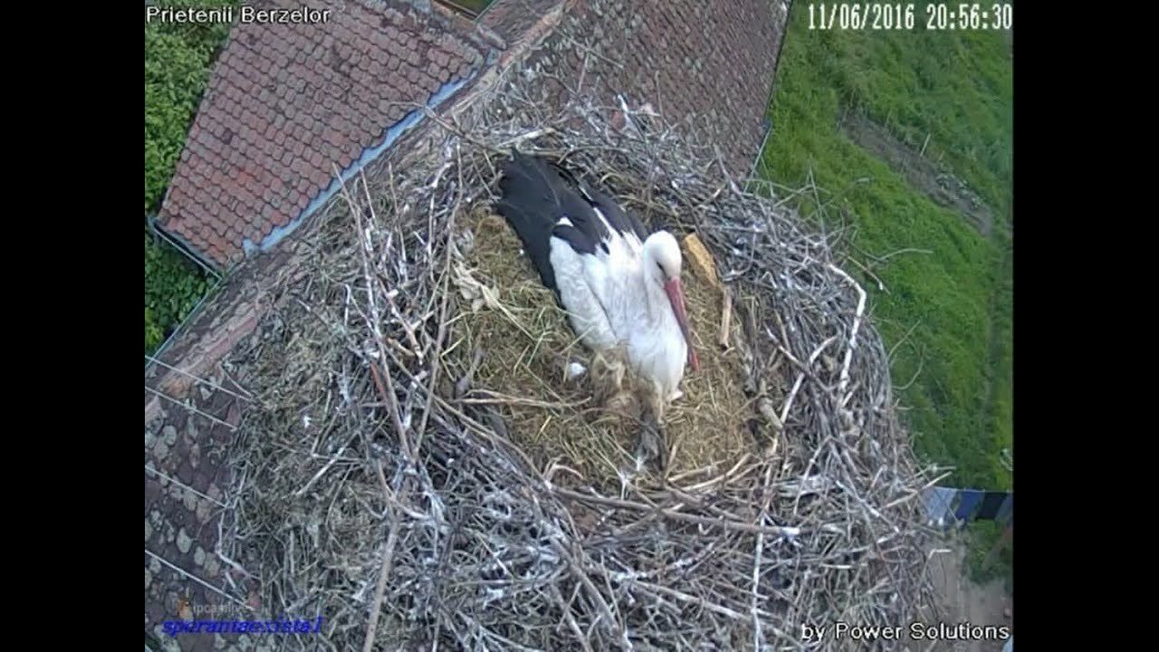 Cuib Barza Cristian / White Stork Romania, Cristian - 11. 06. 2016 ...