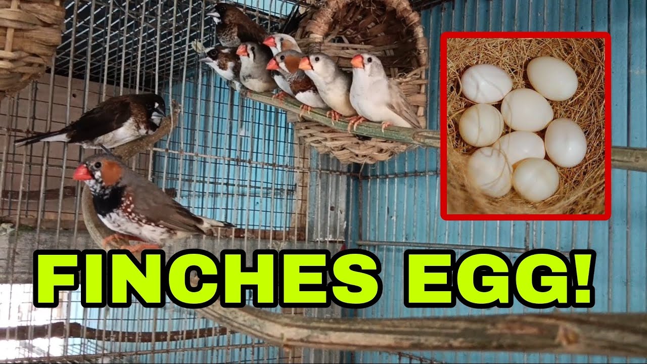 finches egg (vlog #237) - YouTube