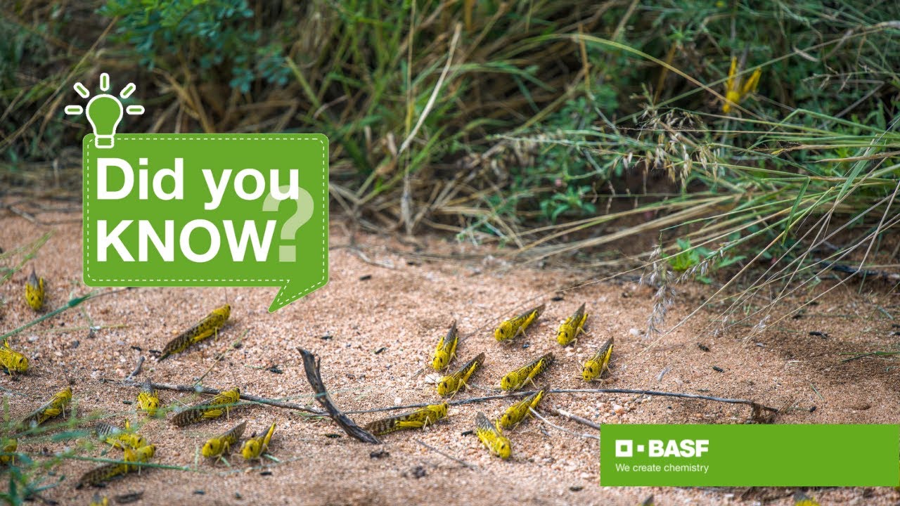 Did you know every 1°C rise in temperature could increase insect pest ...