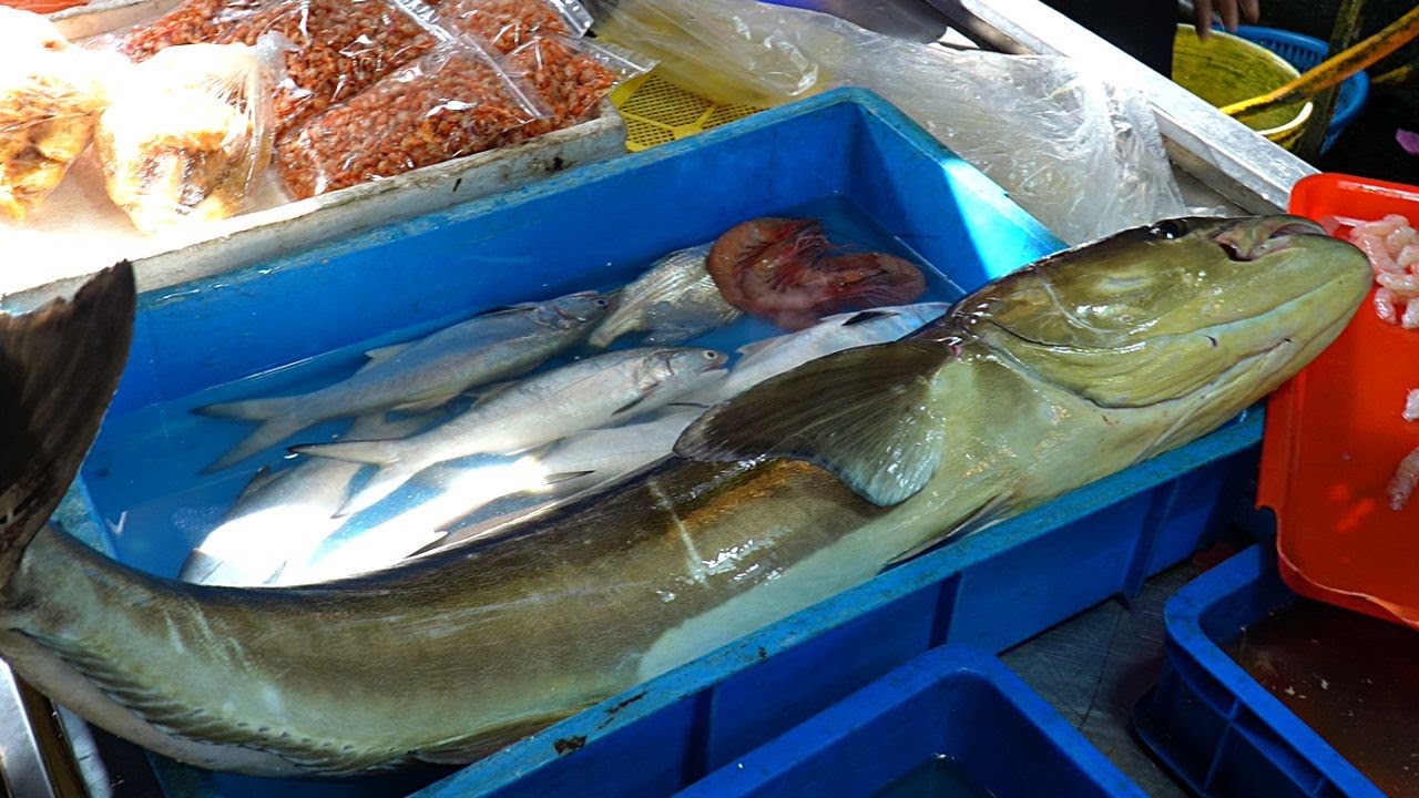 Luxurious sashimi! cobia cutting show / 巨大海鱺魚切割秀 - Taiwanese Food - YouTube