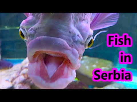 Giant fish. At the Belgrade aquarium. Serbian walk. Looking at the ...