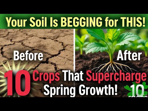 Your Soil is STARVING! Plant THESE 10 Fall Cover Crops for INSANE ...