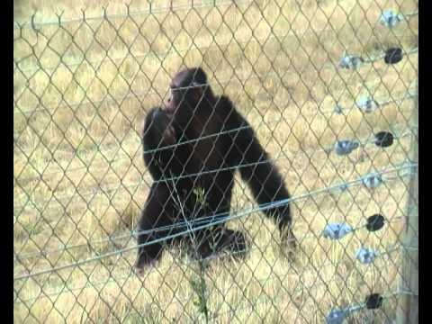 Jacaranda 94.2's adopted chimp, "Cozy" - YouTube