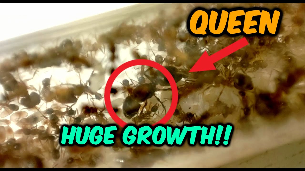 big test tube ant colony phiedole nodus colony update 2 - YouTube