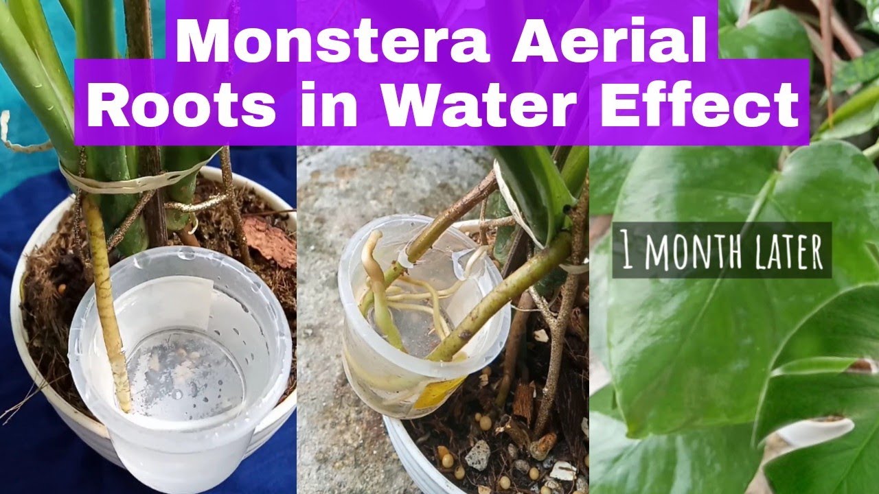 GARDENING HACK / MONSTERA DELICIOSA AERIAL ROOTS IN WATER EFFECT # ...