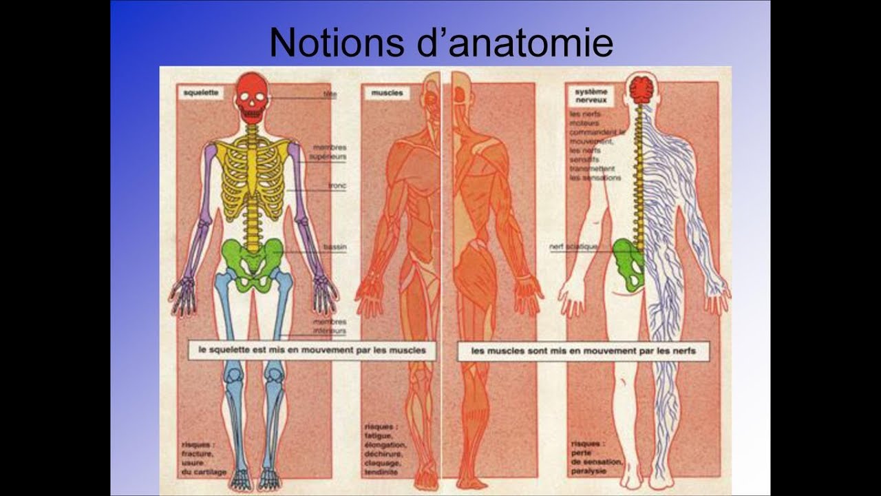Anatomie et Physiologie de l'appareil locomoteur - YouTube