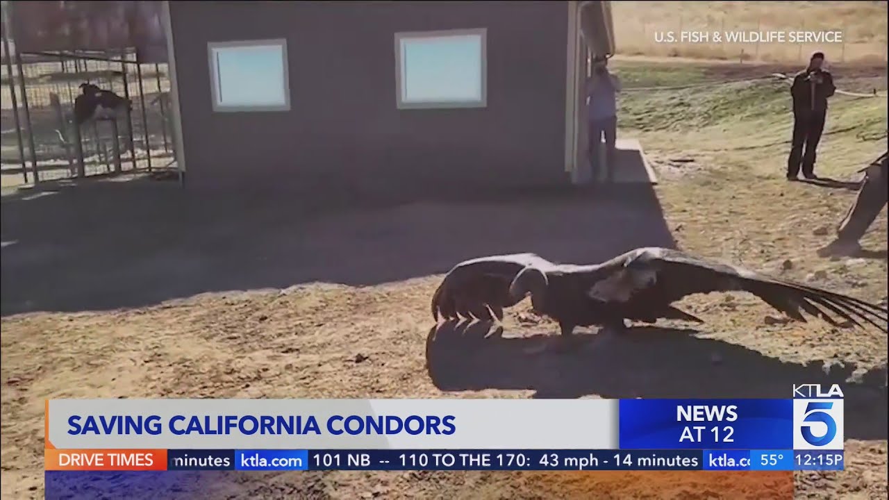 Program aims to save California condors - YouTube