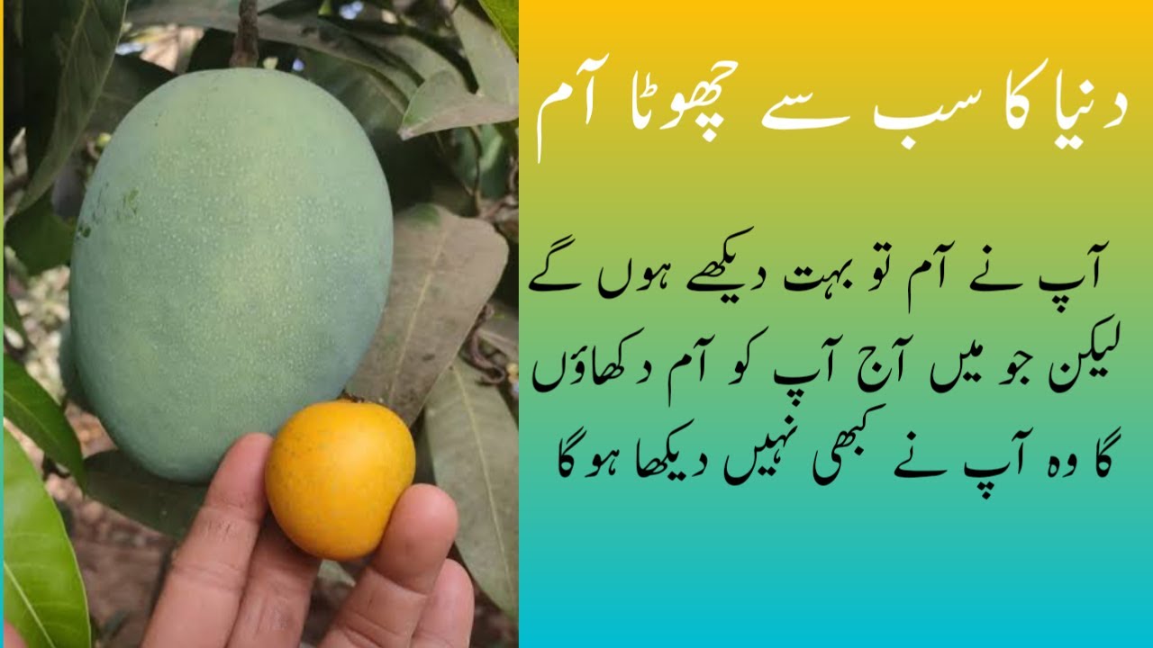The Worlds Smallest Mango Youtube