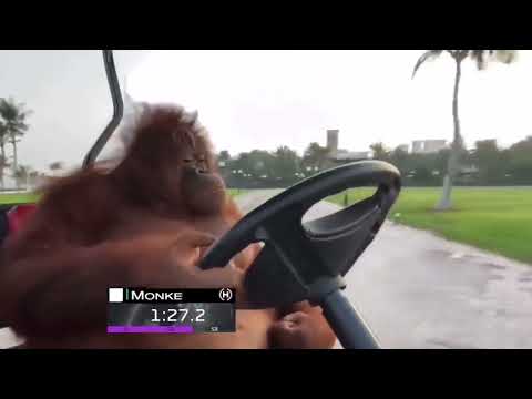 Kanunlar Gibi Maymun Edit