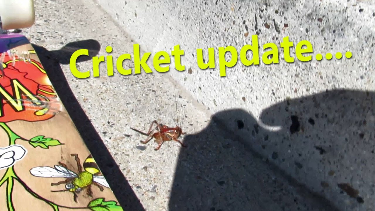 Skating with Crickets in Elko Nevada - YouTube