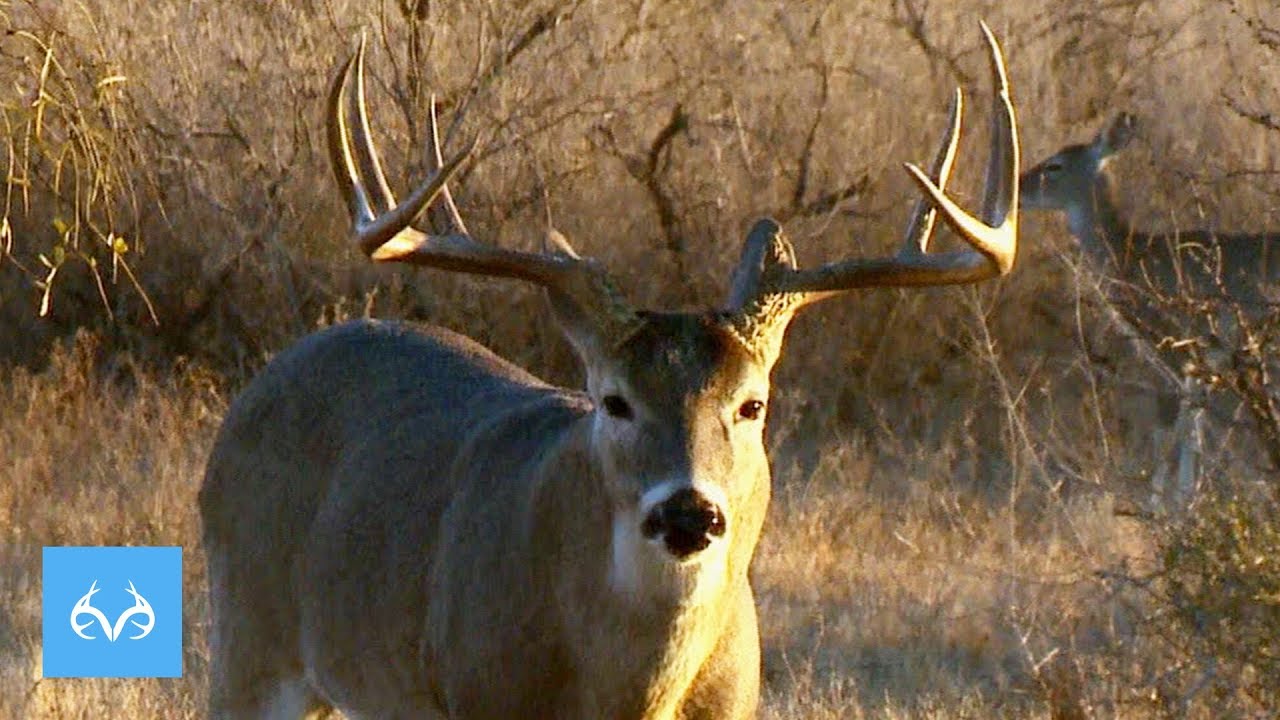 WIDE Buck Chases Does | Michael Waddell in Mexico | Monster Bucks ...