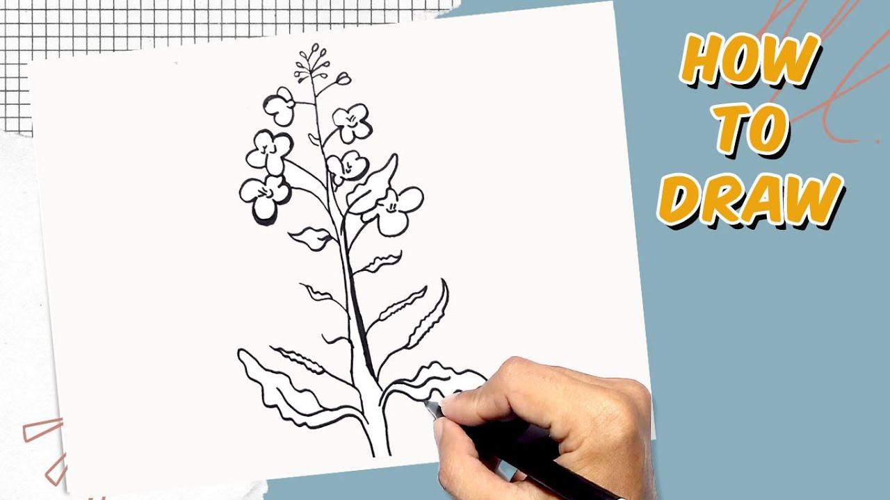 How to Draw Mustard seed - YouTube