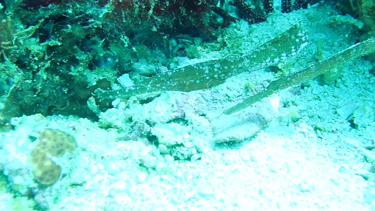 10042019 Encountering a pair of pipefish @ Lapus Lapus -I - YouTube