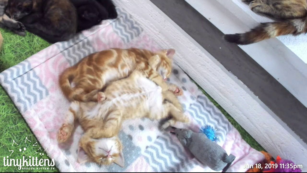 Extreme Grooting - TinyKittens.com - YouTube