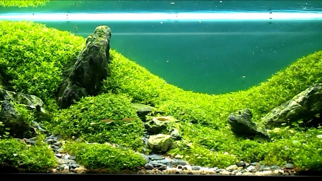 My 70 liters aquarium - Final version - YouTube