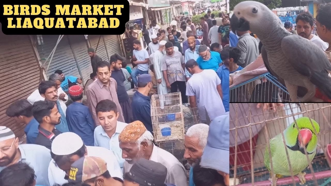 Biggest Birds lalukhet market latest update Sep 17/9/2023 - YouTube