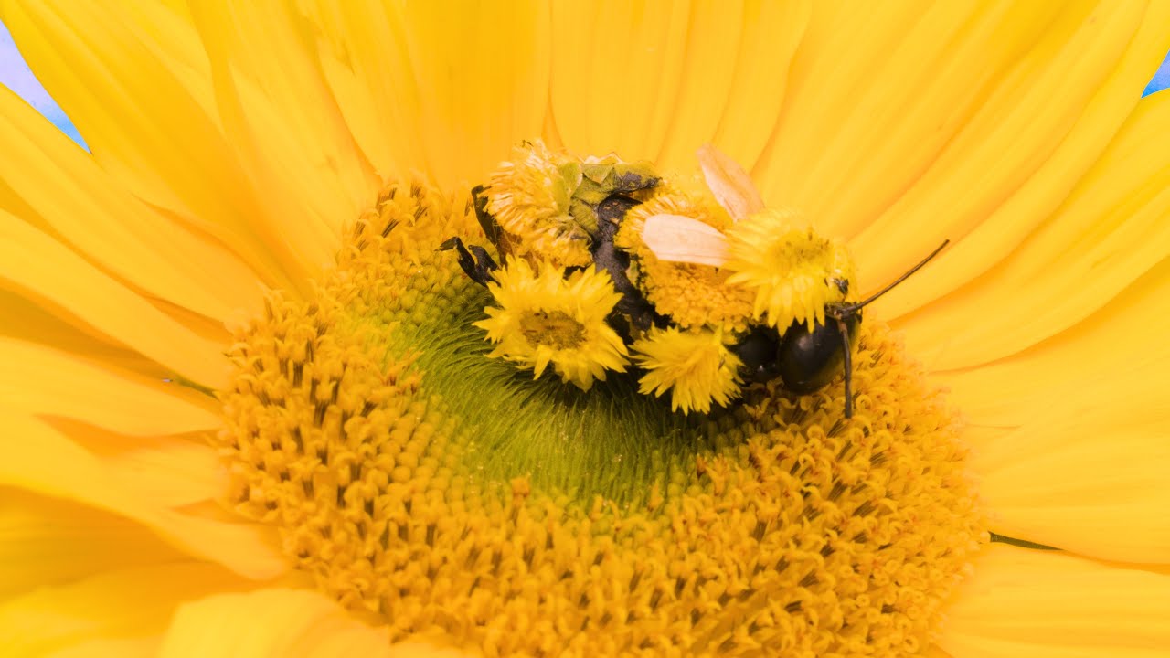 'Little Bee' | Kids Educational Bee Song | Little Ripples | Stop Motion ...