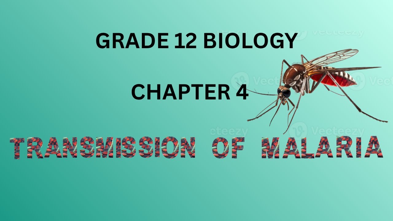 Grade 12 Biology: Chapter 4 - Transmission of Malaria - YouTube