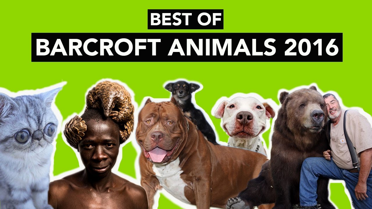 Best of Barcroft Animals 2016 - YouTube