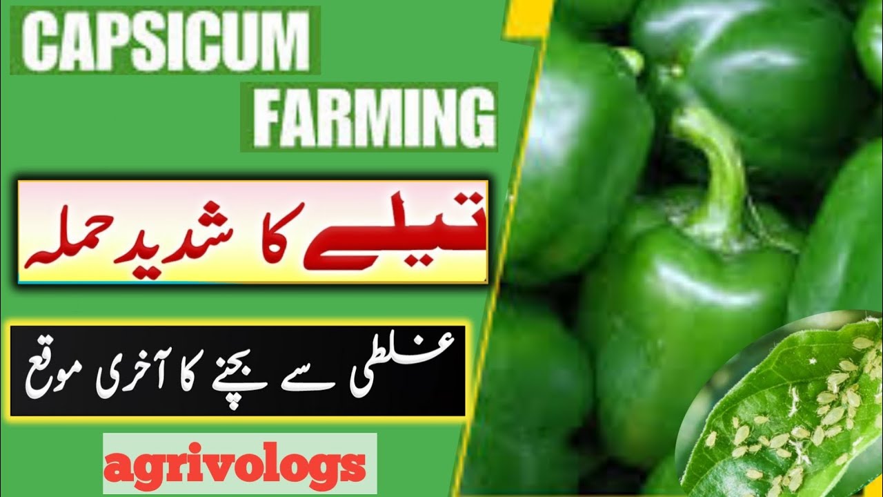 capsicum farming//spry for aphids in capsicum crop // visit agrivologs ...