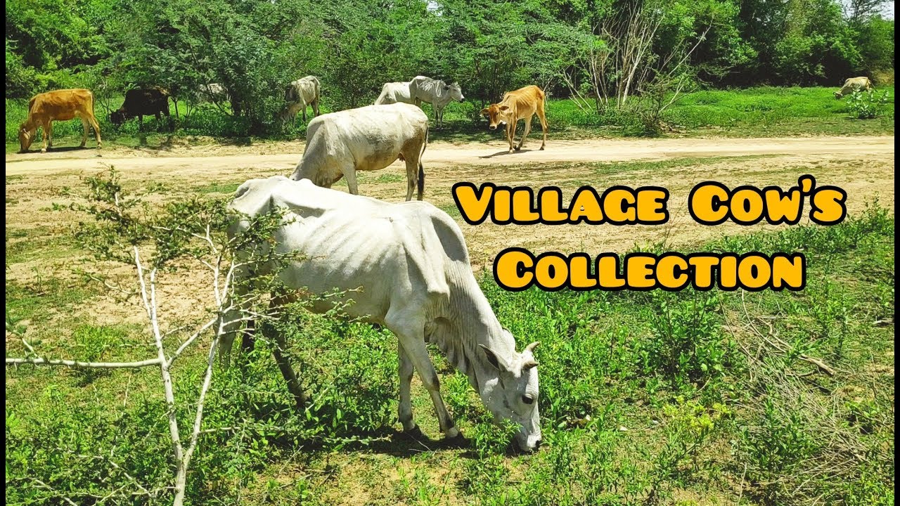 Beautiful Cow Collection's in My Village | How Cows Survive the Day ...