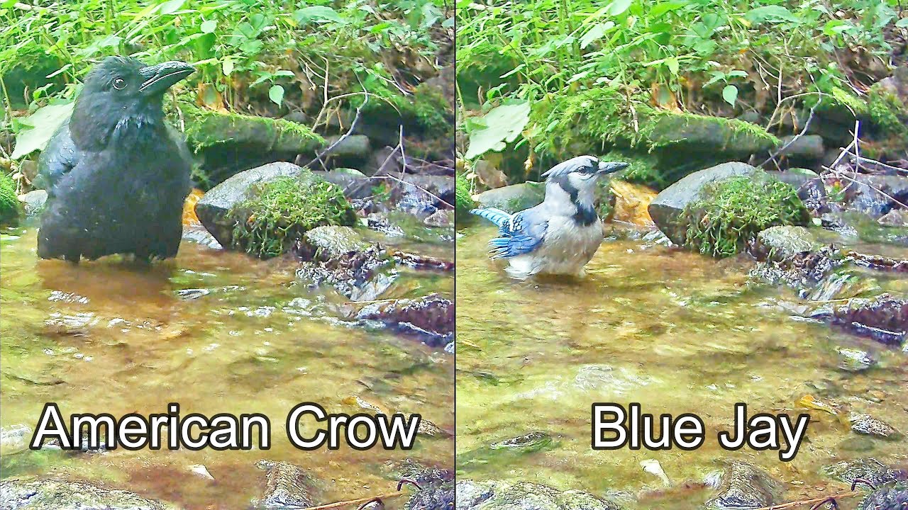 Blue Jay Versus Crow Size and Behavior - YouTube