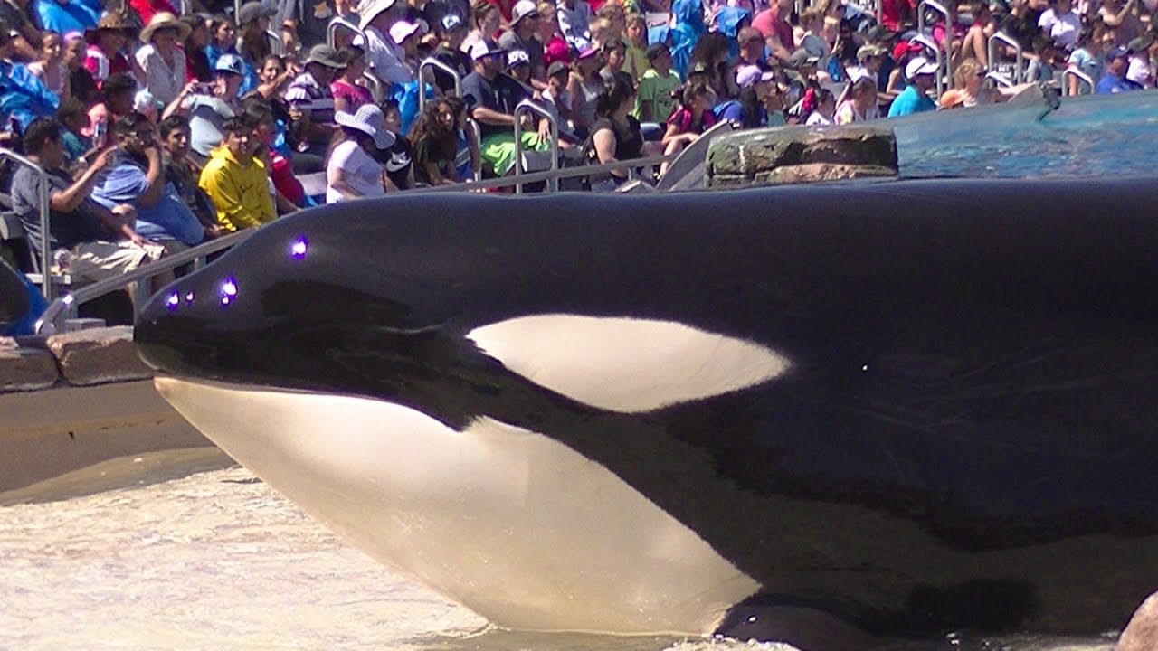 Orca Encounter (Full Show) April 25, 2019 - SeaWorld San Diego - YouTube